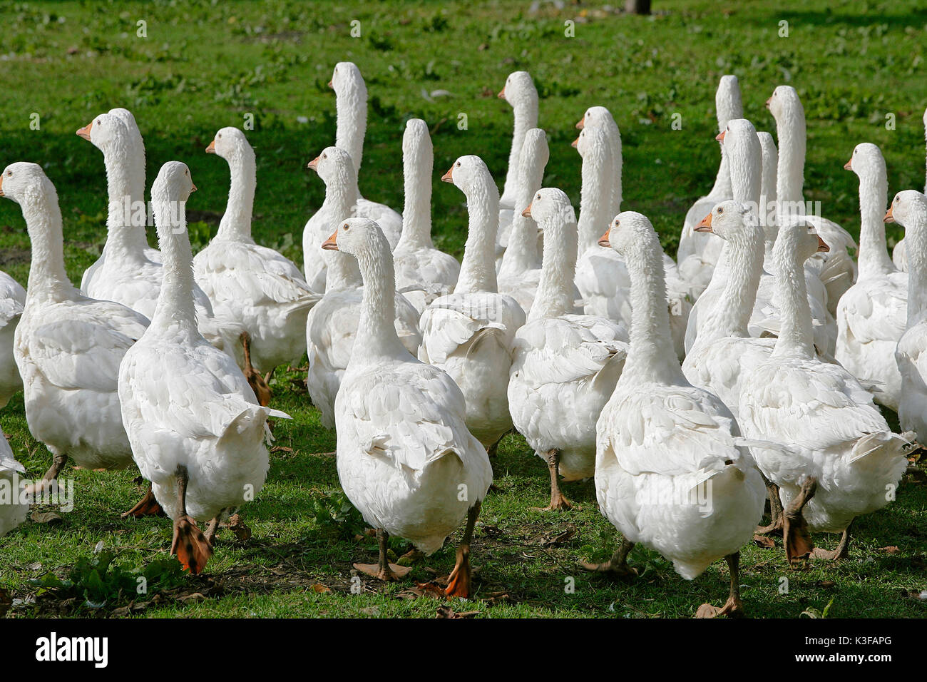 Free running farm bird hi-res stock photography and images - Alamy