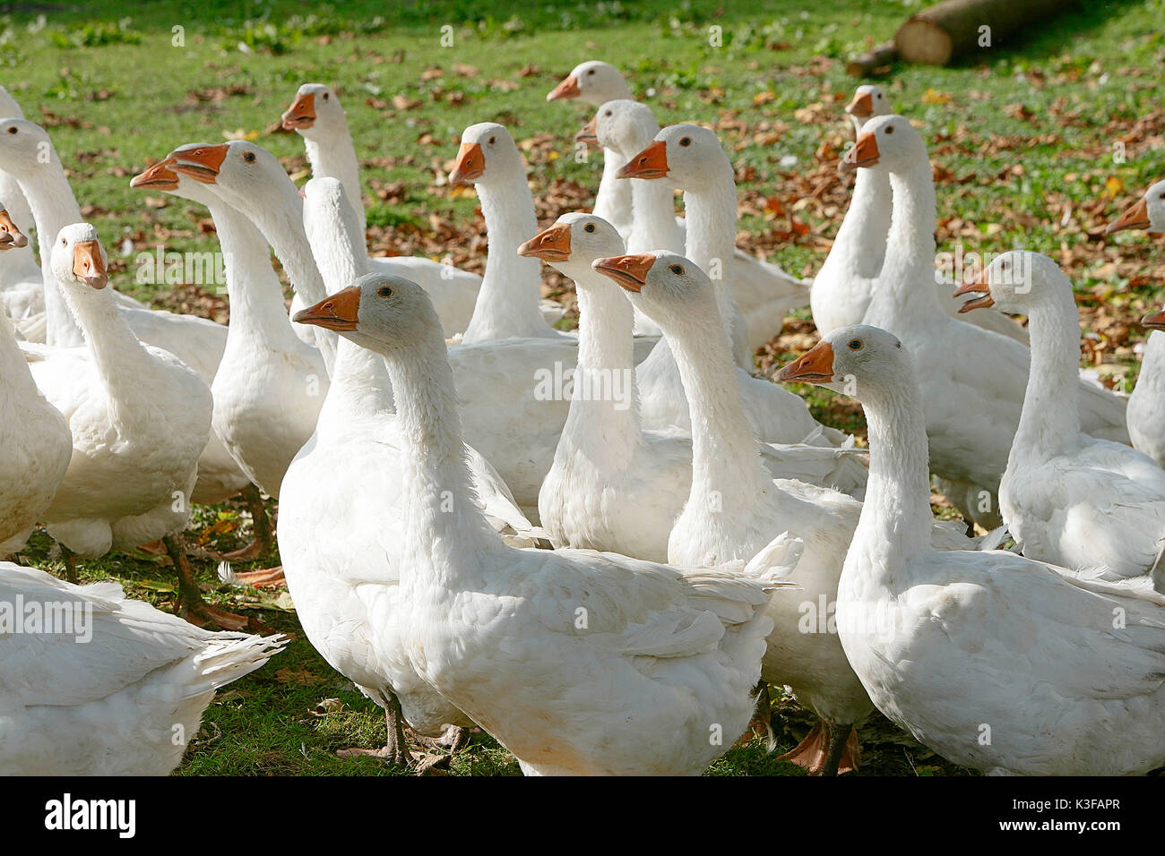 Open land goose hi-res stock photography and images - Alamy