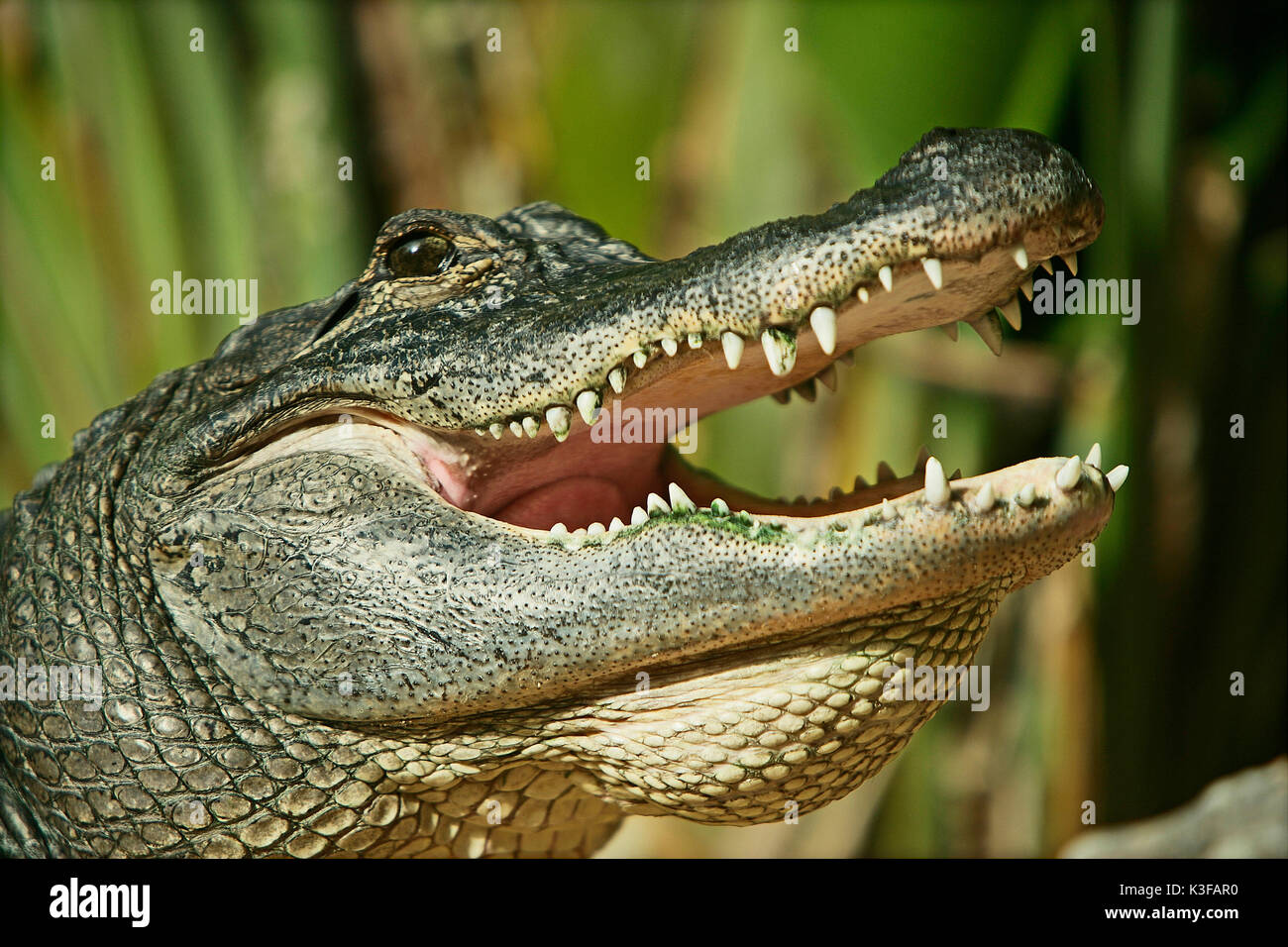Grey crocodile hi-res stock photography and images - Alamy