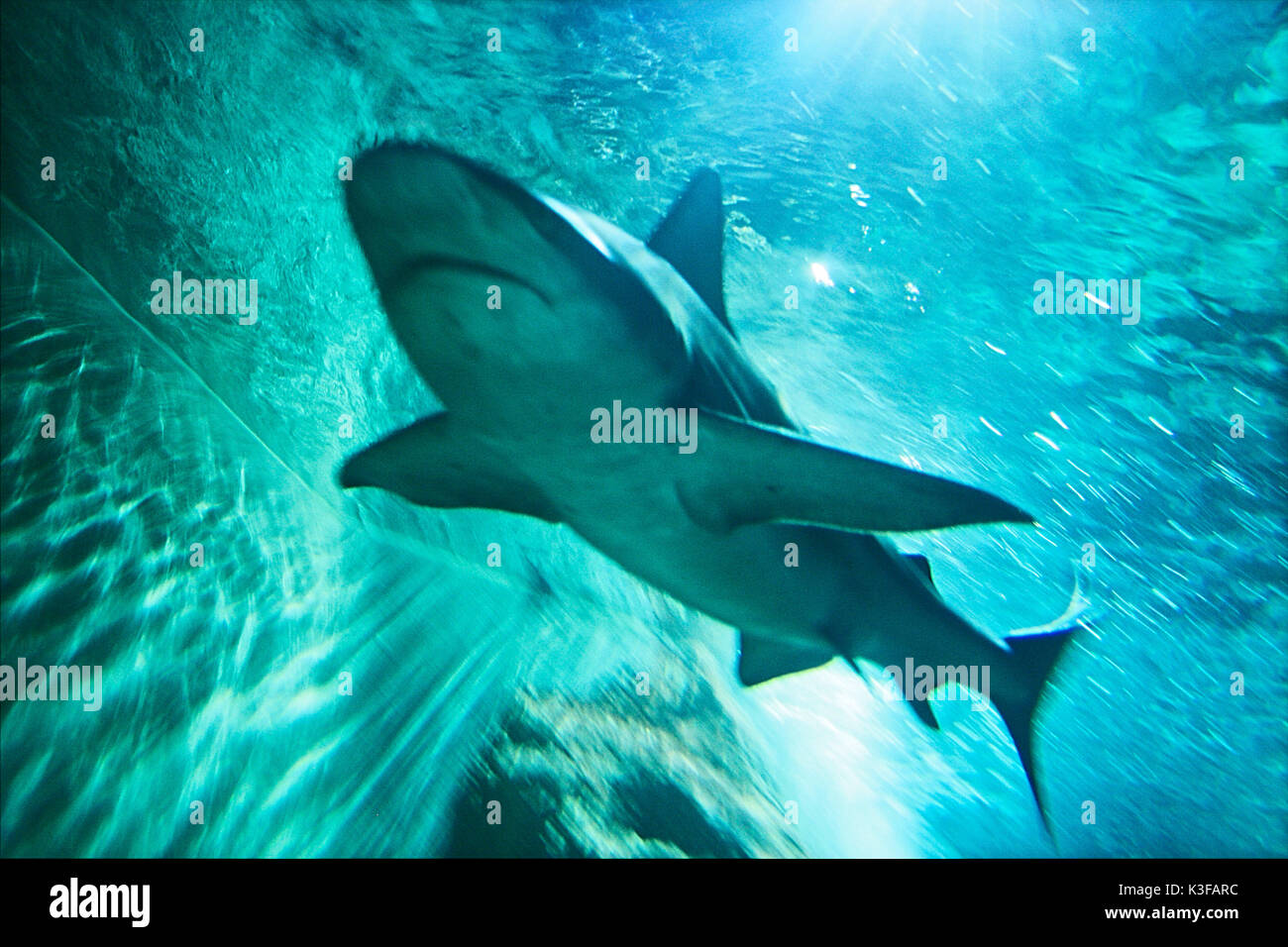 Shark pictures hi-res stock photography and images - Alamy