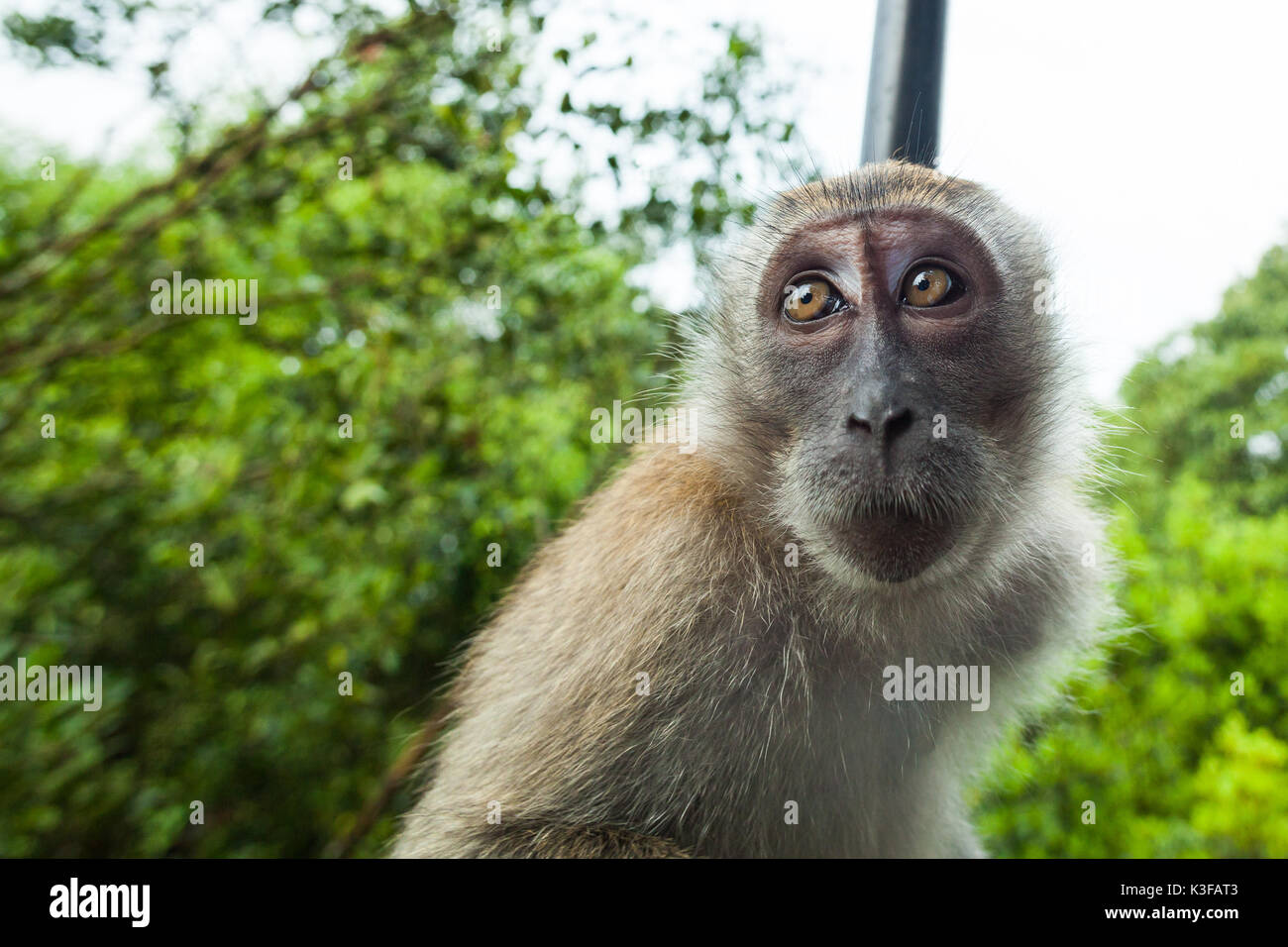 Funny macaque's portrait Stock Photo - Alamy
