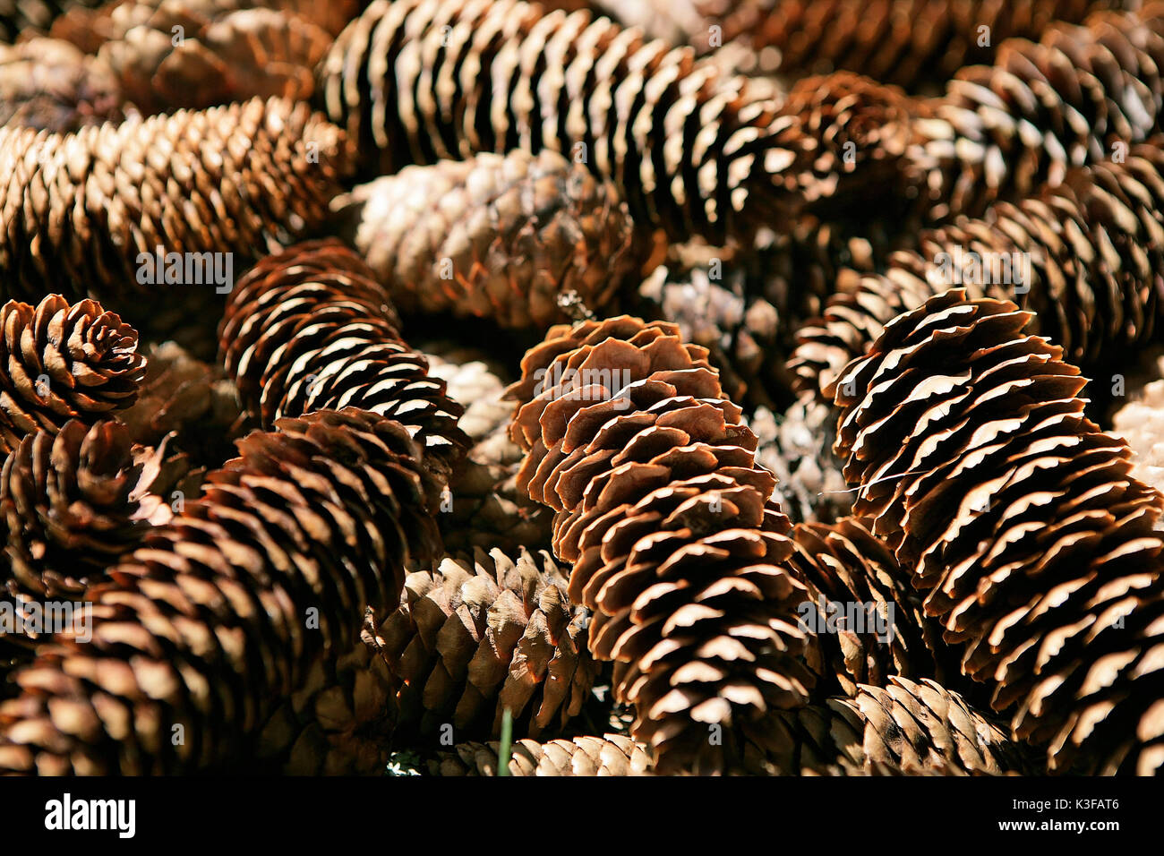 Fir cones hi-res stock photography and images - Alamy