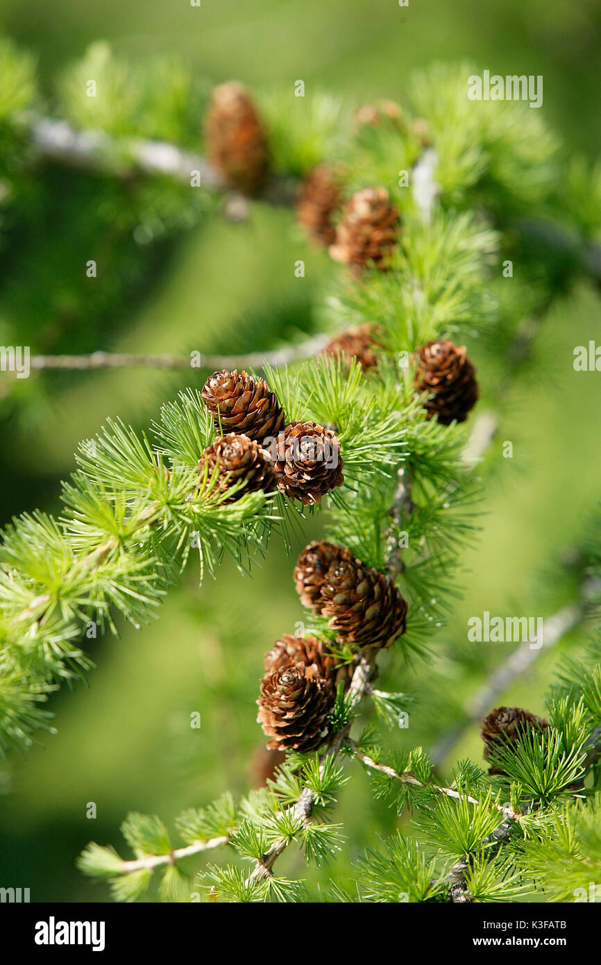Larch plug hi-res stock photography and images - Alamy