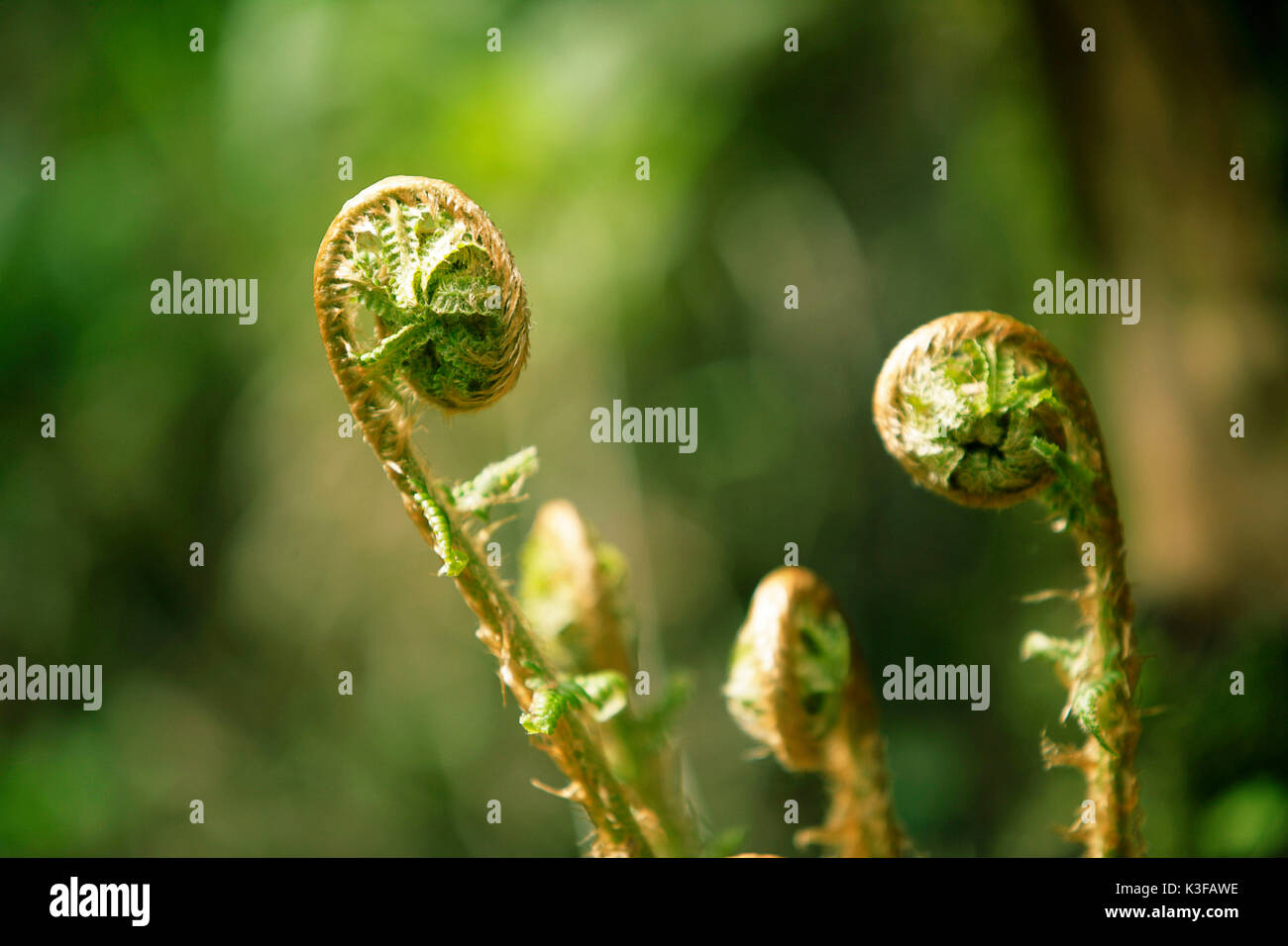 Rolled up ferns hi-res stock photography and images - Alamy