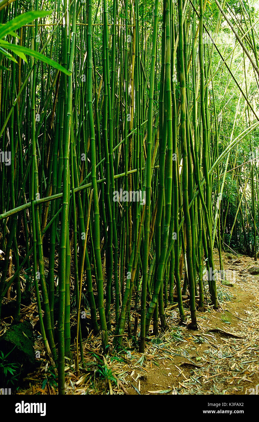 Bamboo wood hi-res stock photography and images - Alamy