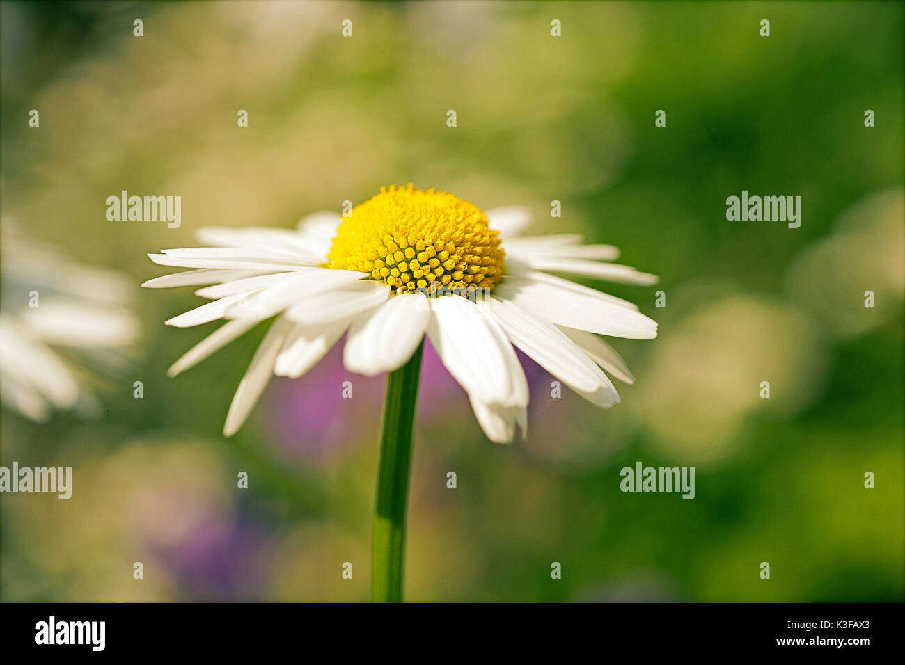 Margerite hi-res stock photography and images - Alamy