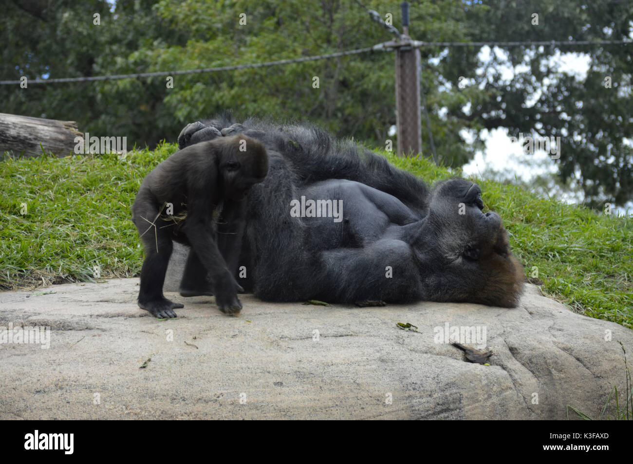 Dad and daughter gorilla in the outdoors Stock Photo - Alamy
