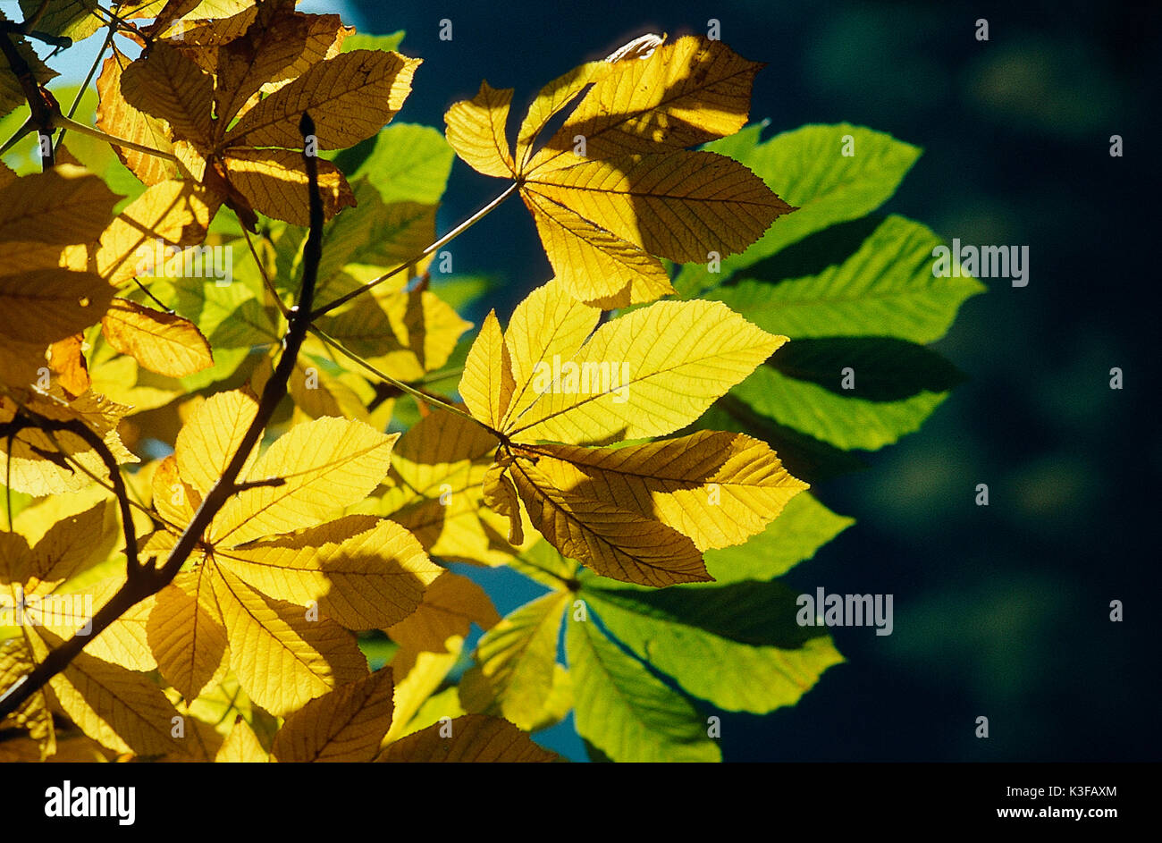 Golden leaved tree in autumn hi-res stock photography and images - Alamy
