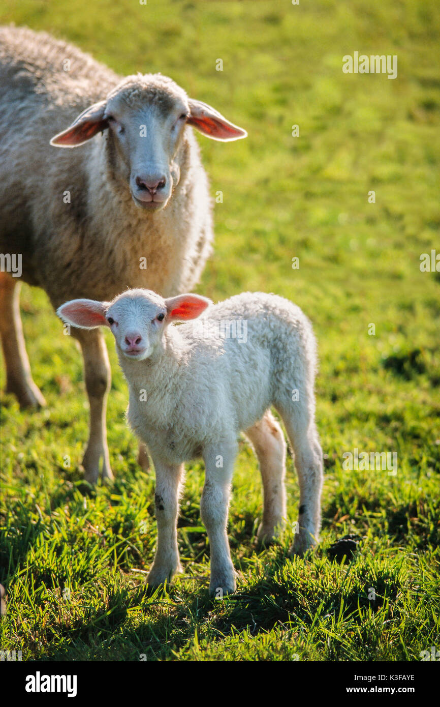 Sheep close lamb Stock Photo - Alamy