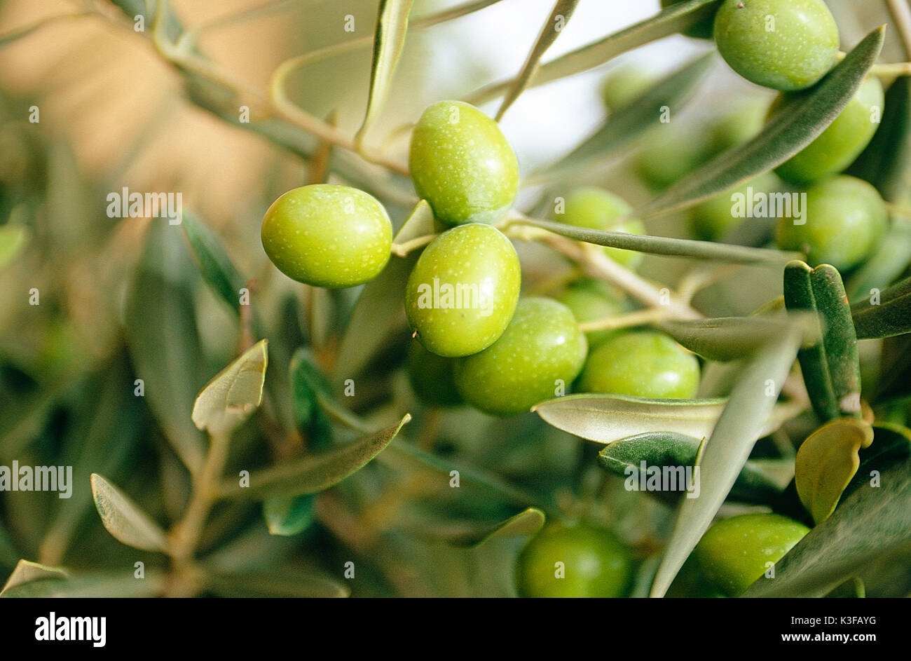 Olive tree details hi-res stock photography and images - Alamy