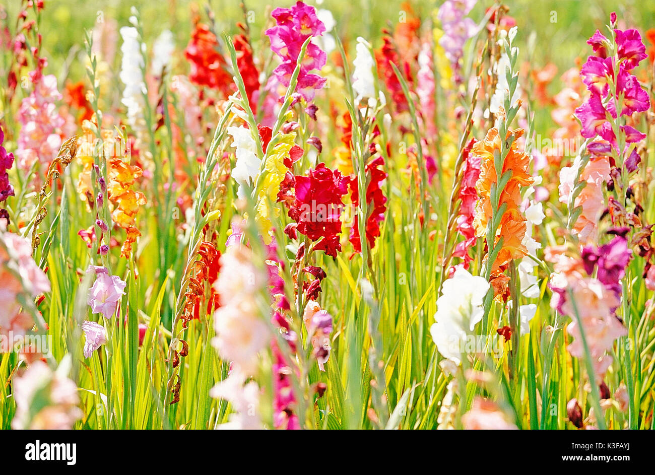Gladiolus Field High Resolution Stock Photography and Images - Alamy