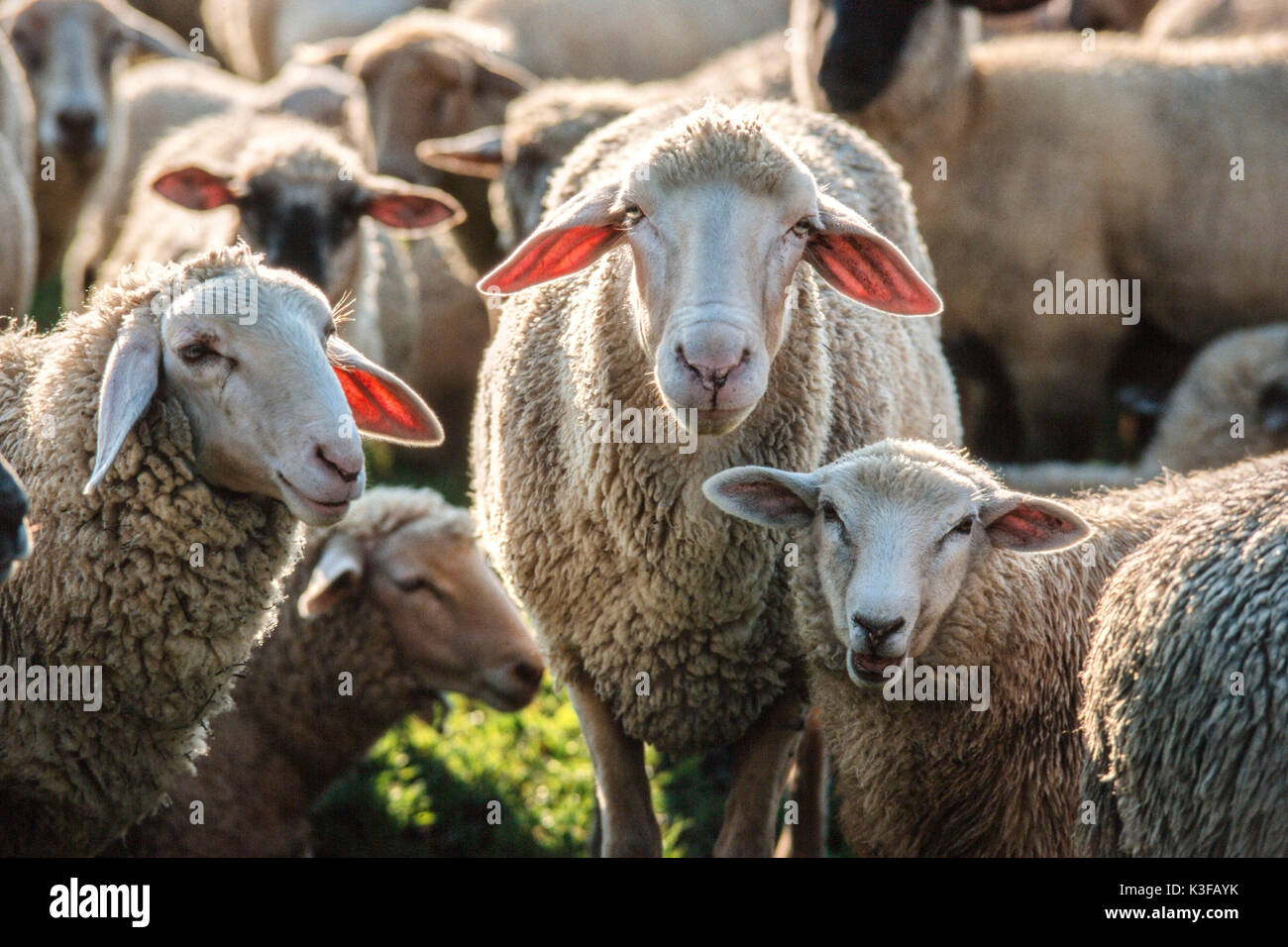 Flock of sheep Stock Photo - Alamy