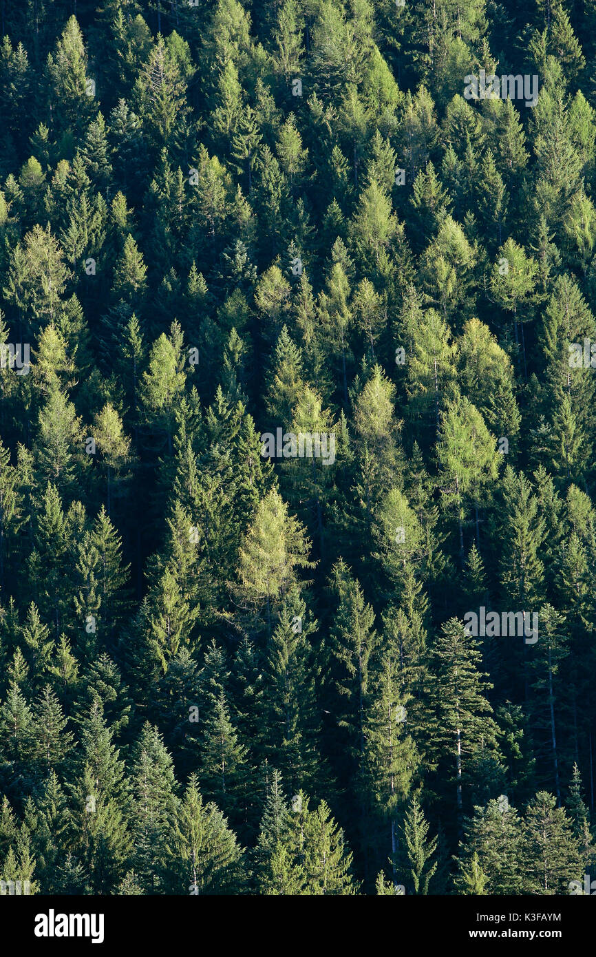 Birds of coniferous forest hi-res stock photography and images - Alamy