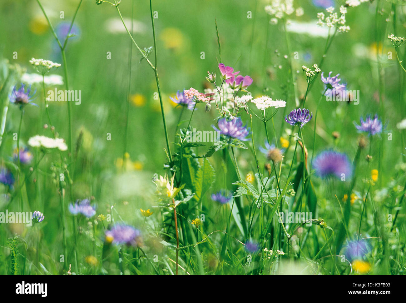 Spring meadow with flowers Stock Photo - Alamy