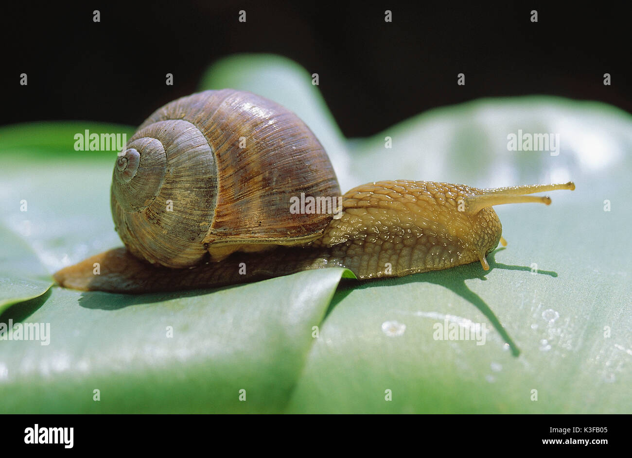 Snail side hi-res stock photography and images - Alamy