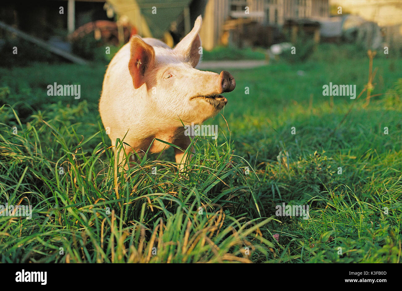 Pig Stock Photos & Pig Stock Images - Alamy