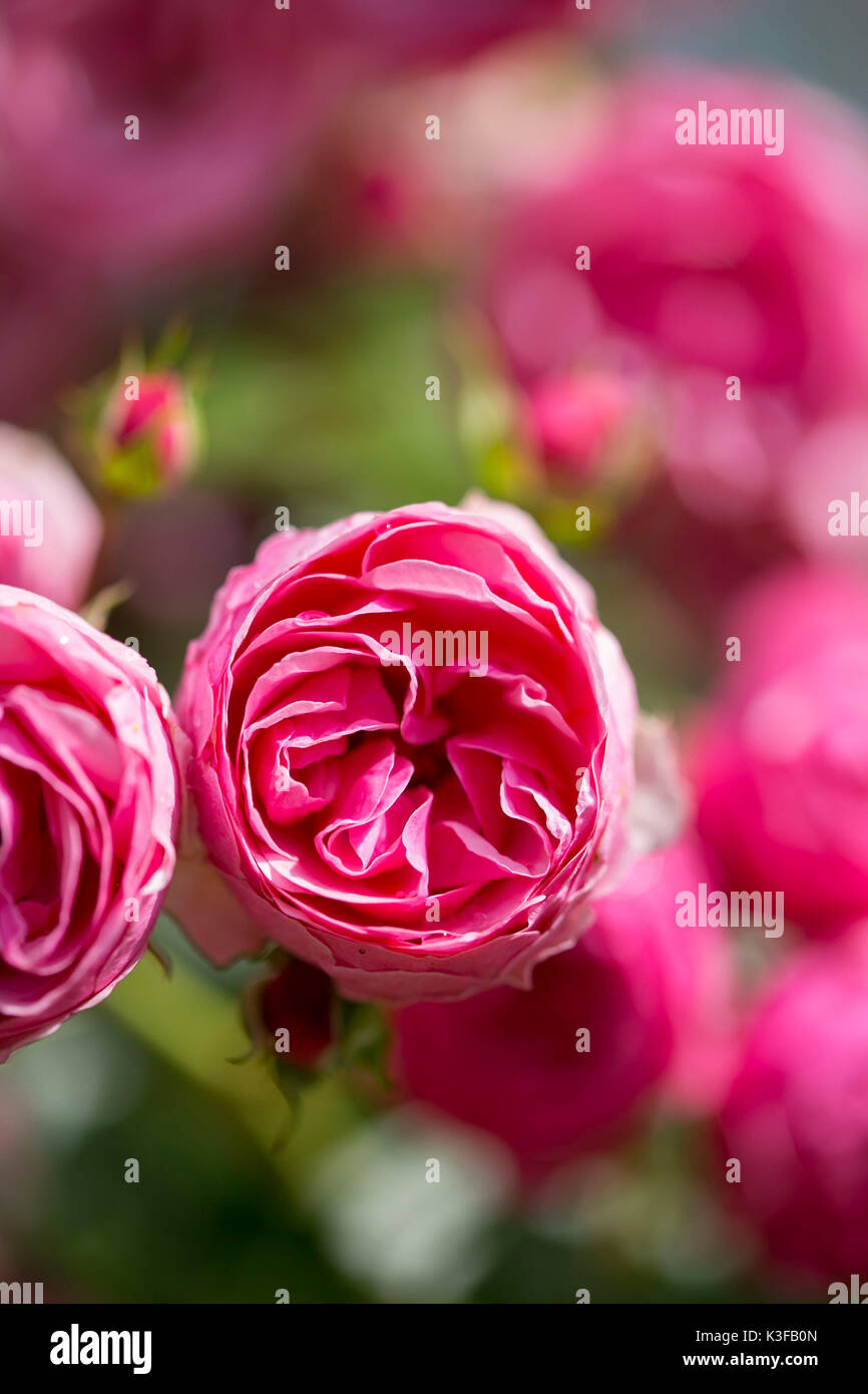 Pomponella rose hi-res stock photography and images - Alamy