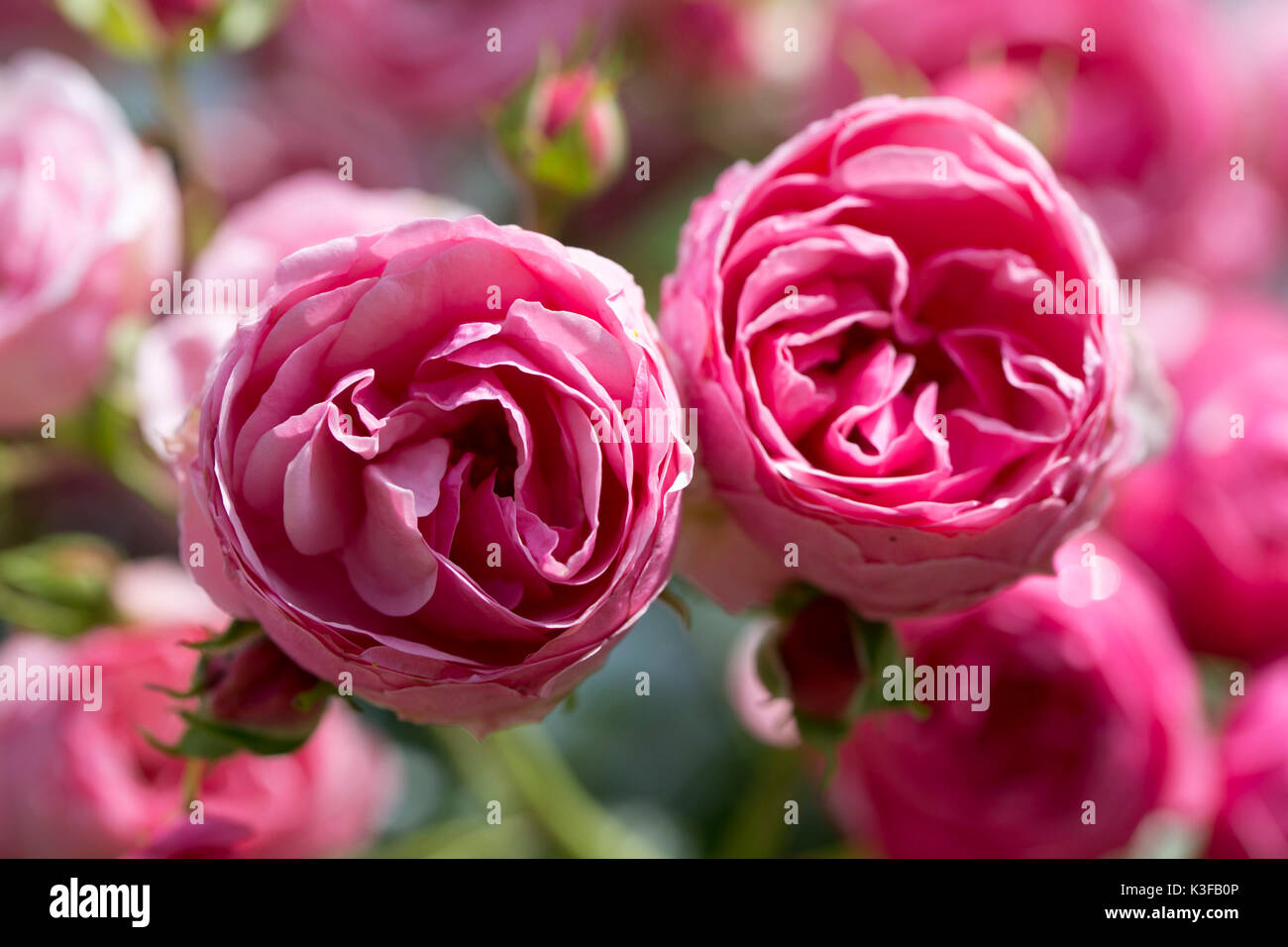 Pomponella rose hi-res stock photography and images - Alamy