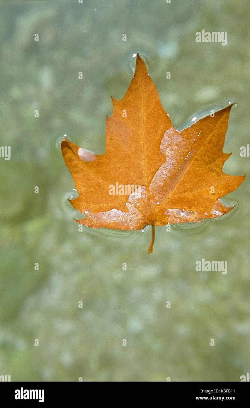 Maple leaf swims at the water Stock Photo - Alamy