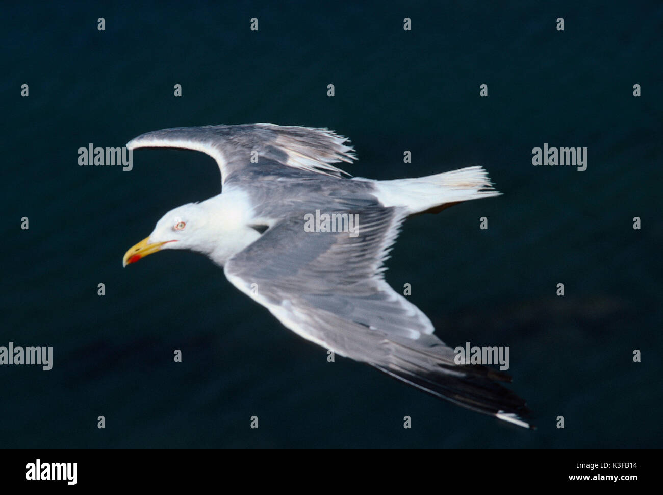 Gull in flight Stock Photo - Alamy