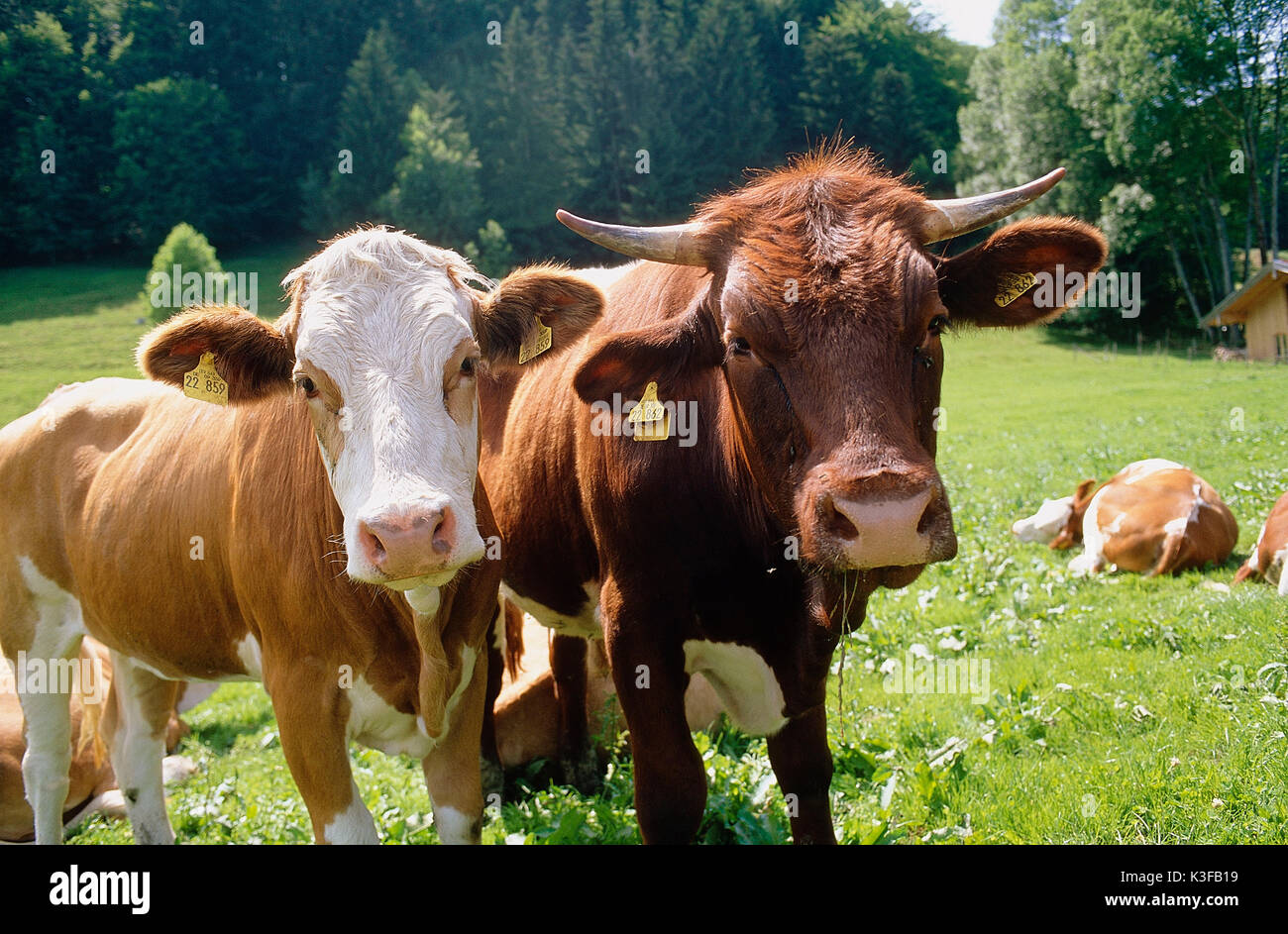 Lacteal cows hi-res stock photography and images - Alamy