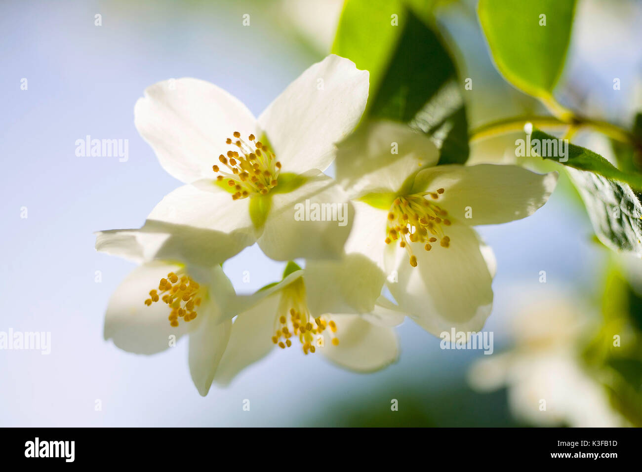 Jasminum officinale hi-res stock photography and images - Alamy