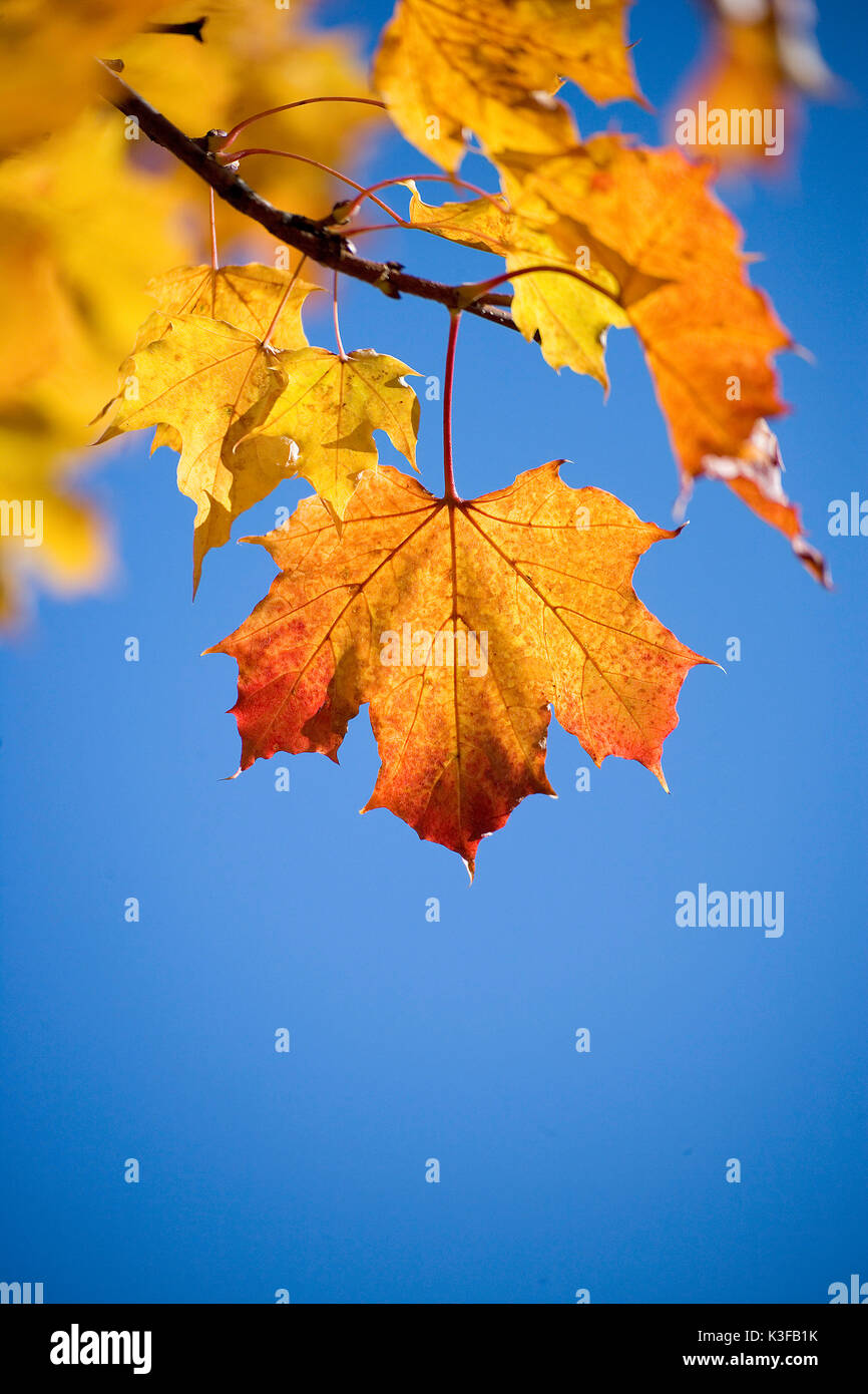 Maple leaves in autumn Stock Photo - Alamy