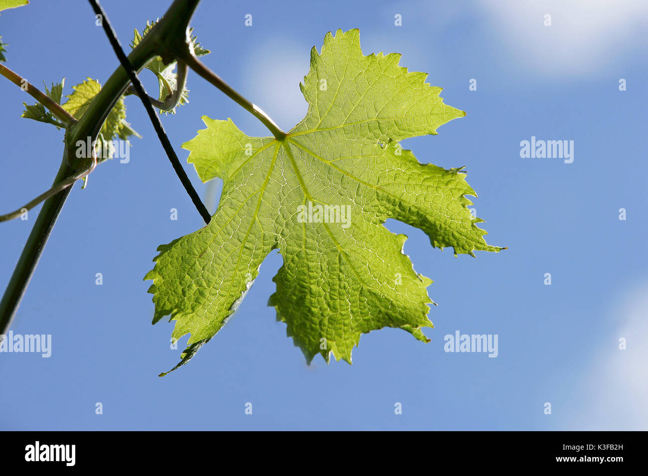 Wine leaves hi-res stock photography and images - Alamy