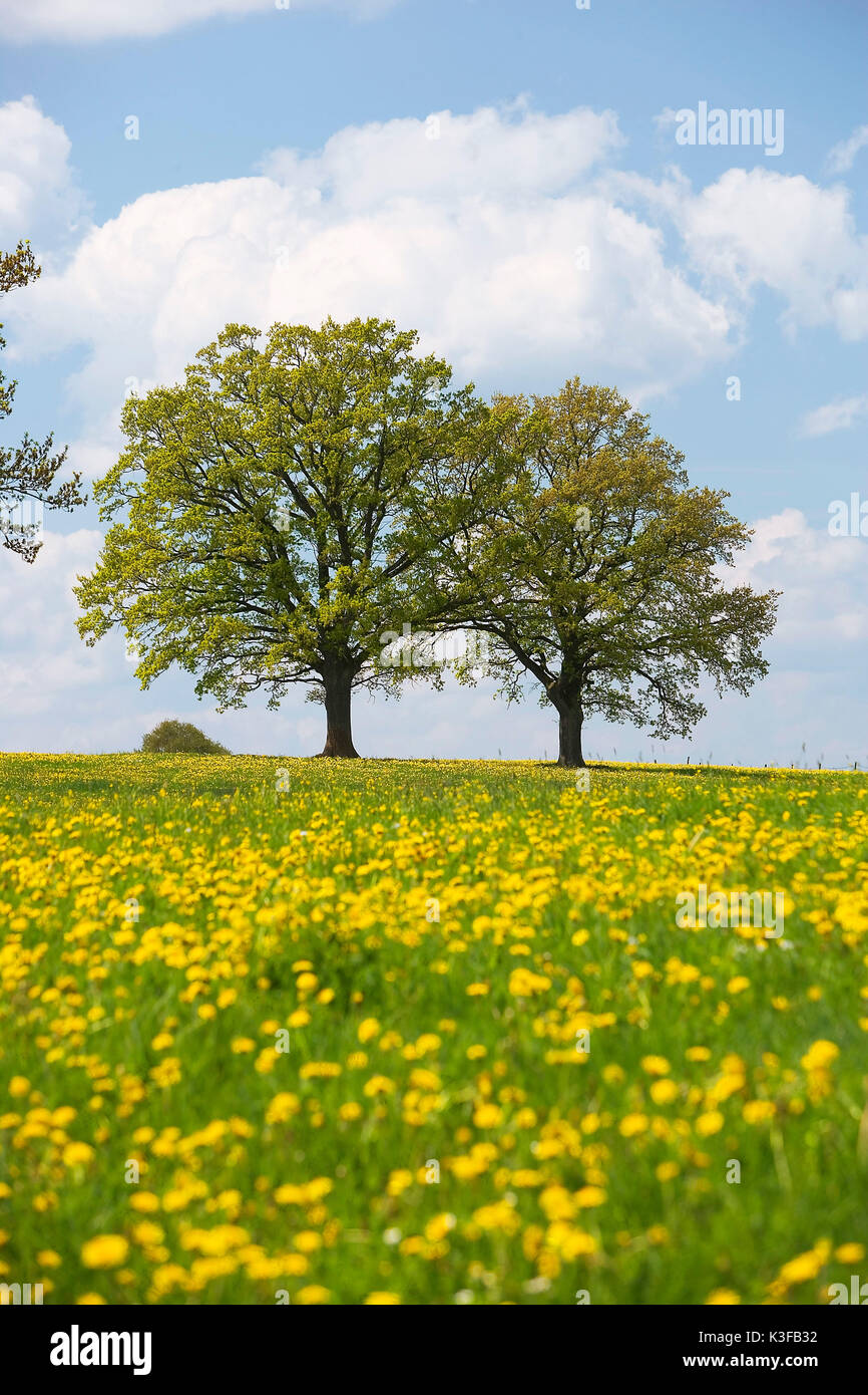 Tree is green hi-res stock photography and images - Alamy