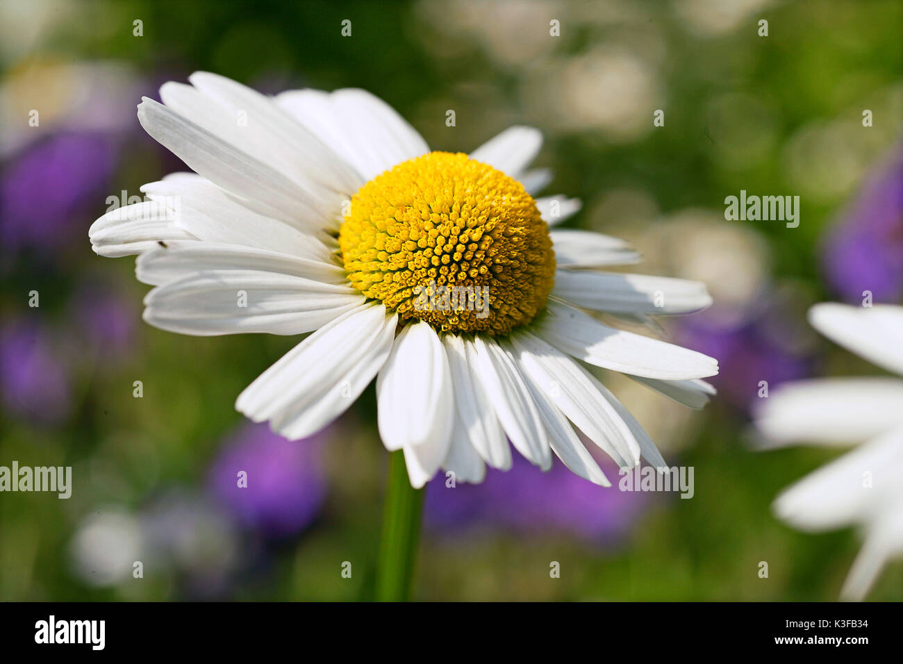 Margerite hi-res stock photography and images - Alamy