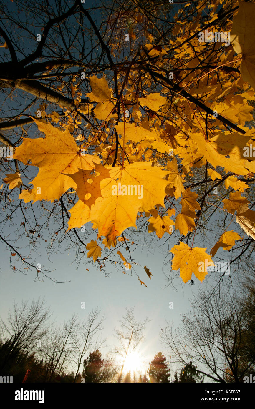 Maple tree in autumn Stock Photo - Alamy