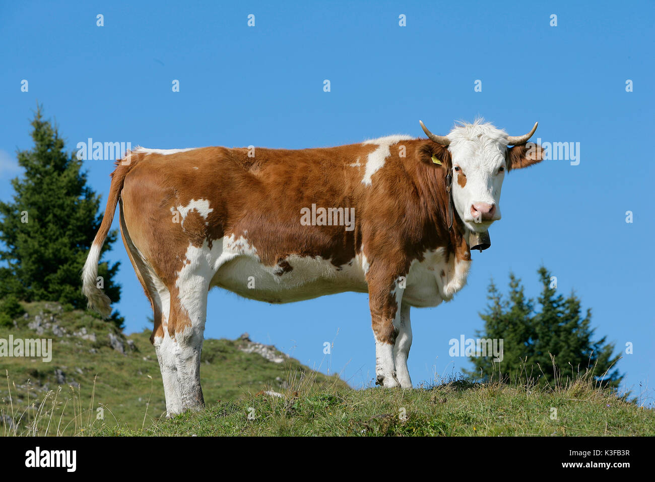 Cow front view hi-res stock photography and images - Alamy