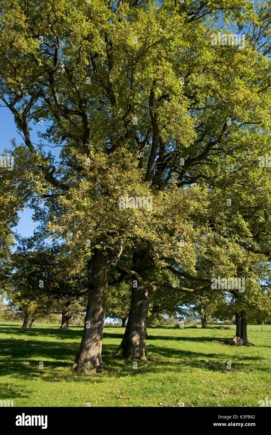 Oaks group hi-res stock photography and images - Alamy