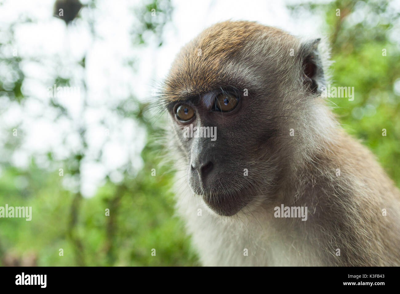 Sad macaques portrait hi-res stock photography and images - Alamy