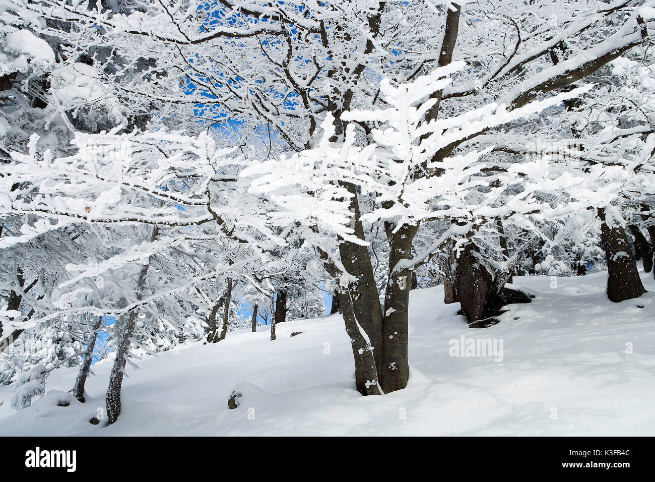 Snow overcast hi-res stock photography and images - Alamy