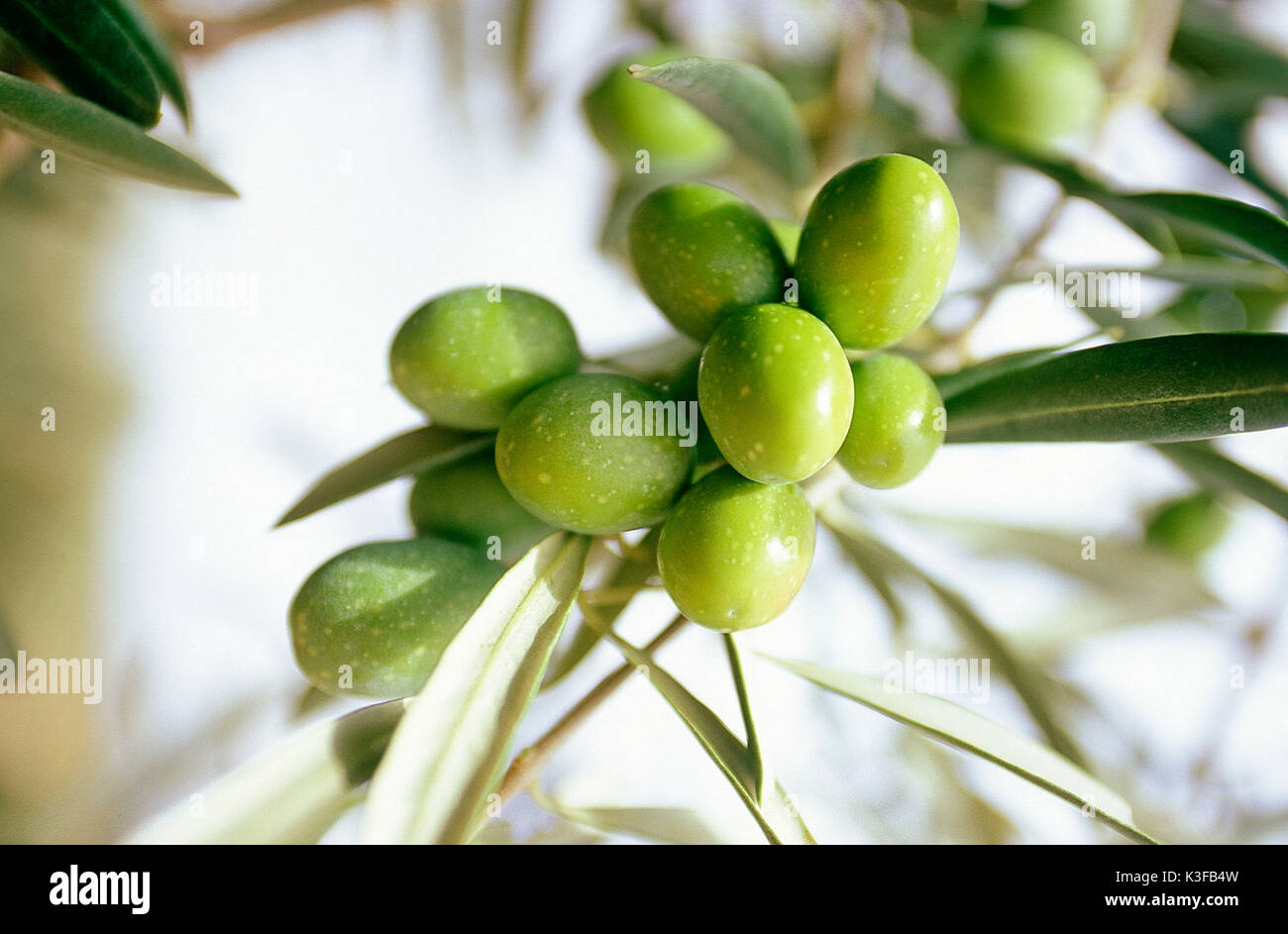 Olive tree details hi-res stock photography and images - Alamy