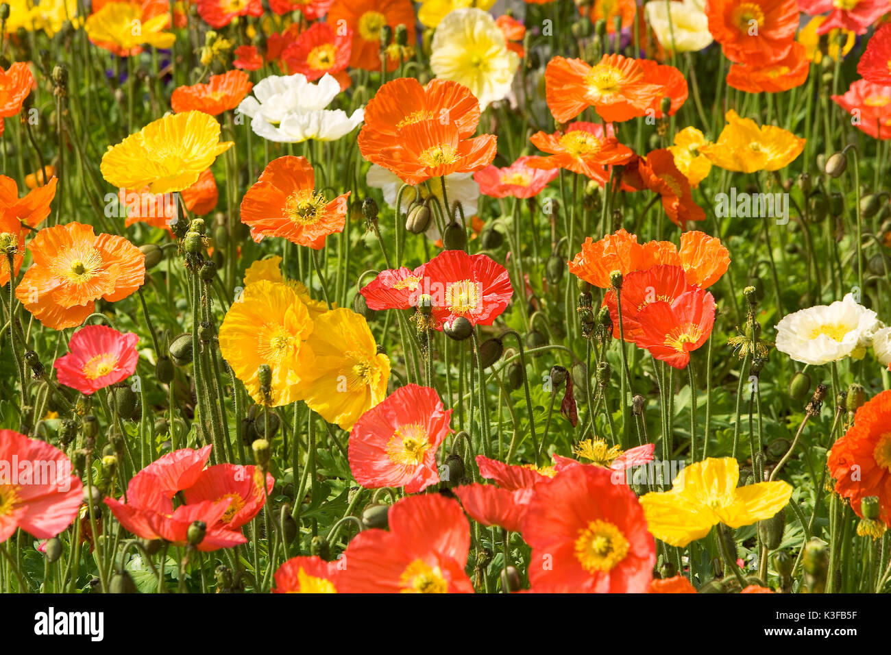 Red coloured seed hi-res stock photography and images - Alamy