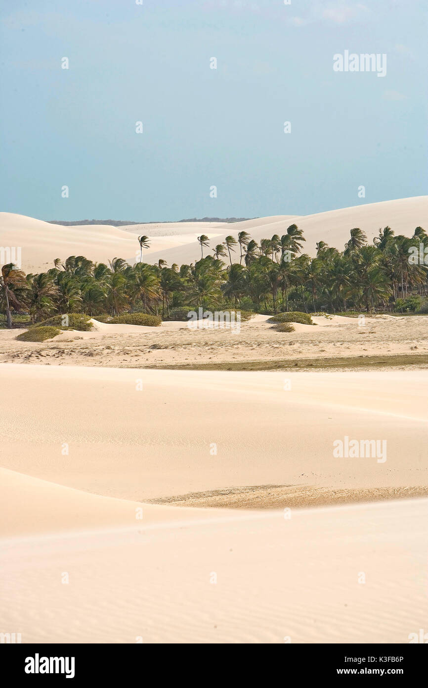 Sand desert in north Brazil close Jericoacoara Stock Photo - Alamy