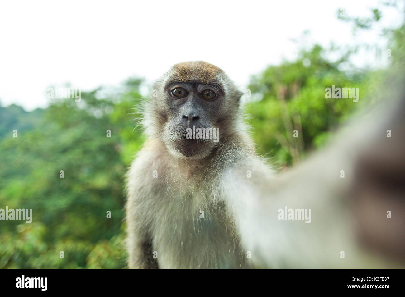 Monkey selfie smiling hi-res stock photography and images - Alamy