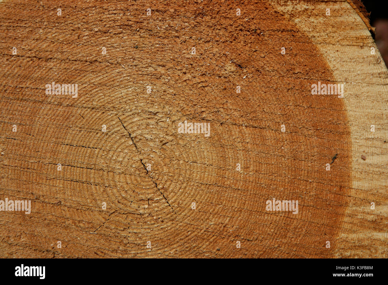 Cross section tree rings hi-res stock photography and images - Alamy