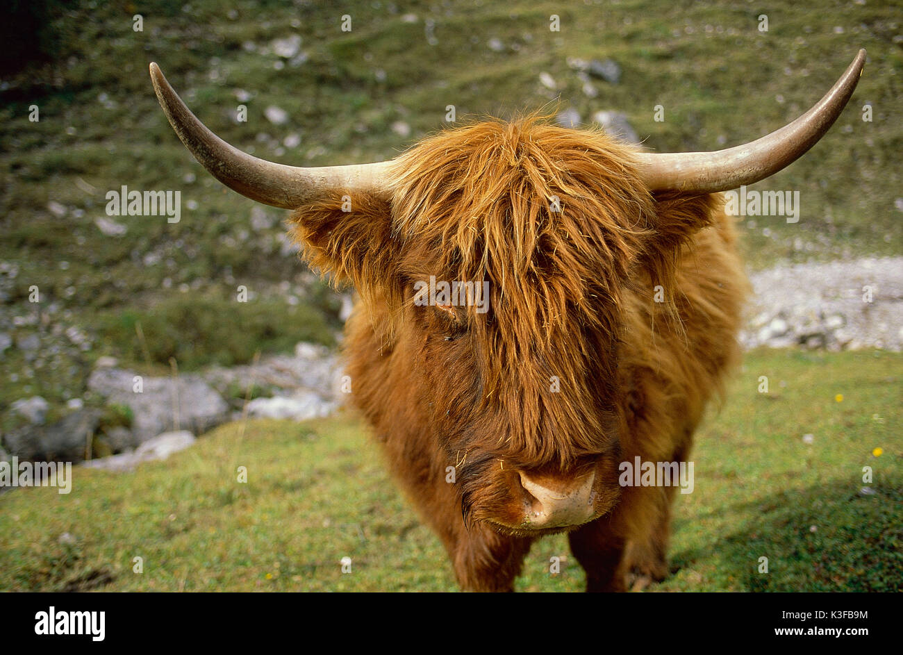 Highland cow close hi-res stock photography and images - Alamy