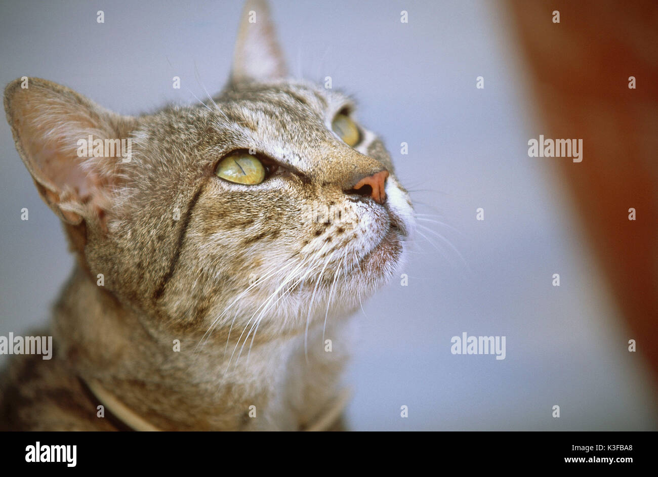 Striped cat hi-res stock photography and images - Alamy