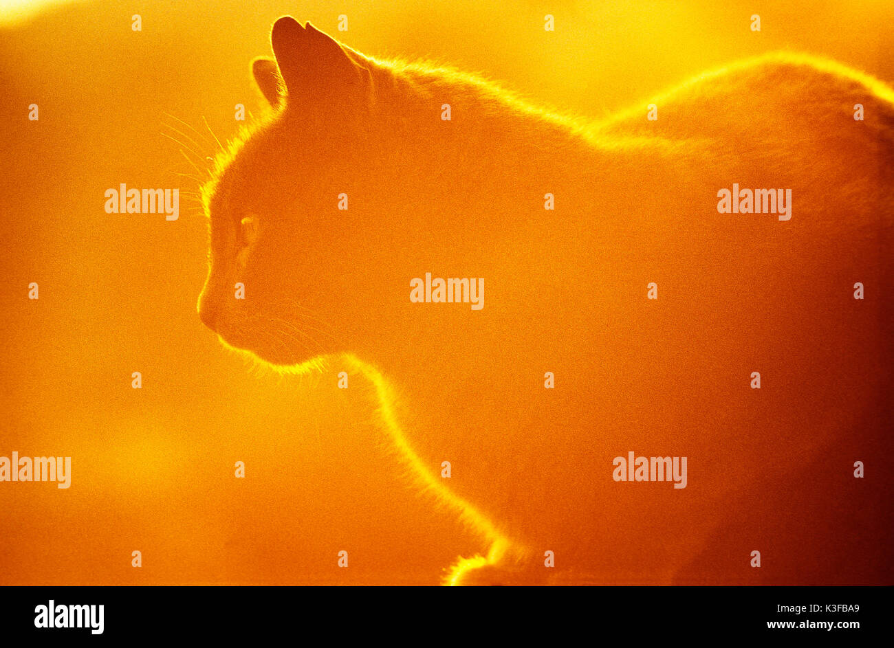 Light yellow cat hi-res stock photography and images - Alamy