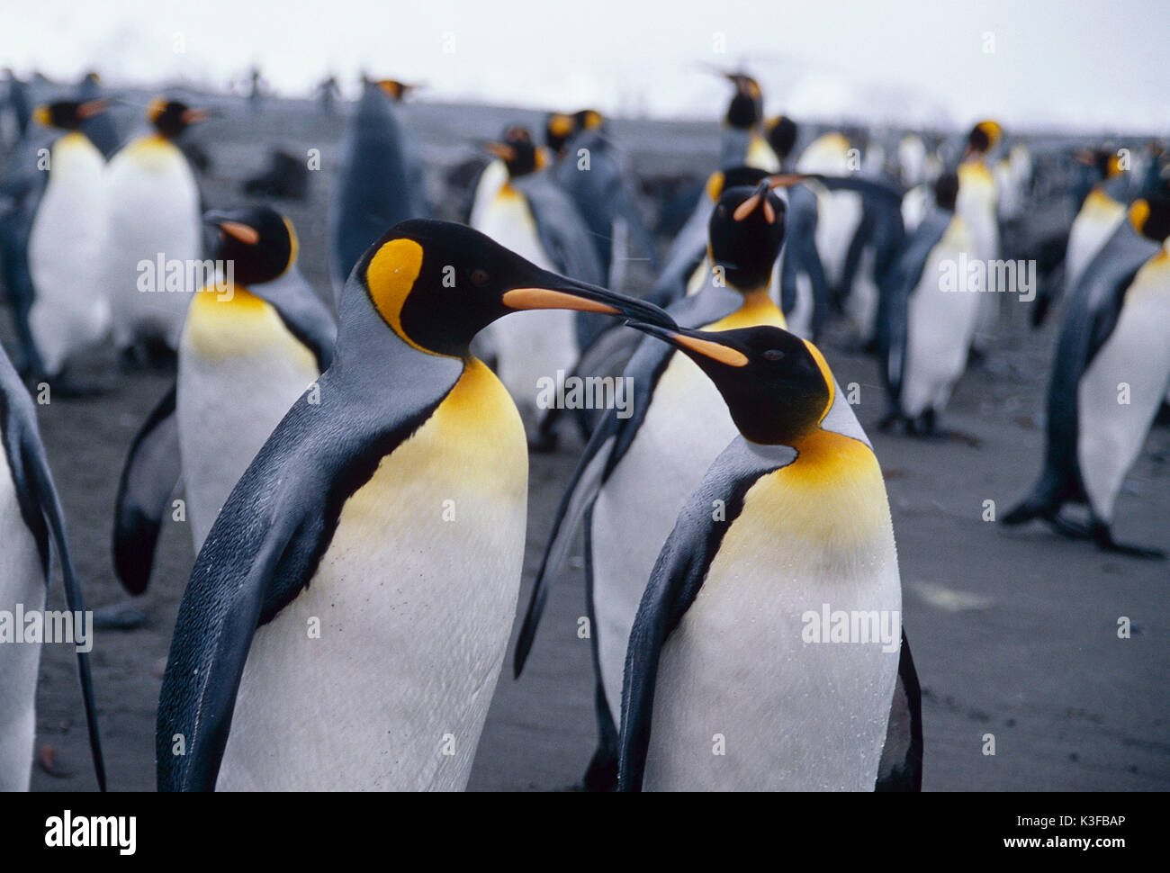 Antarctic penguins hi-res stock photography and images - Alamy