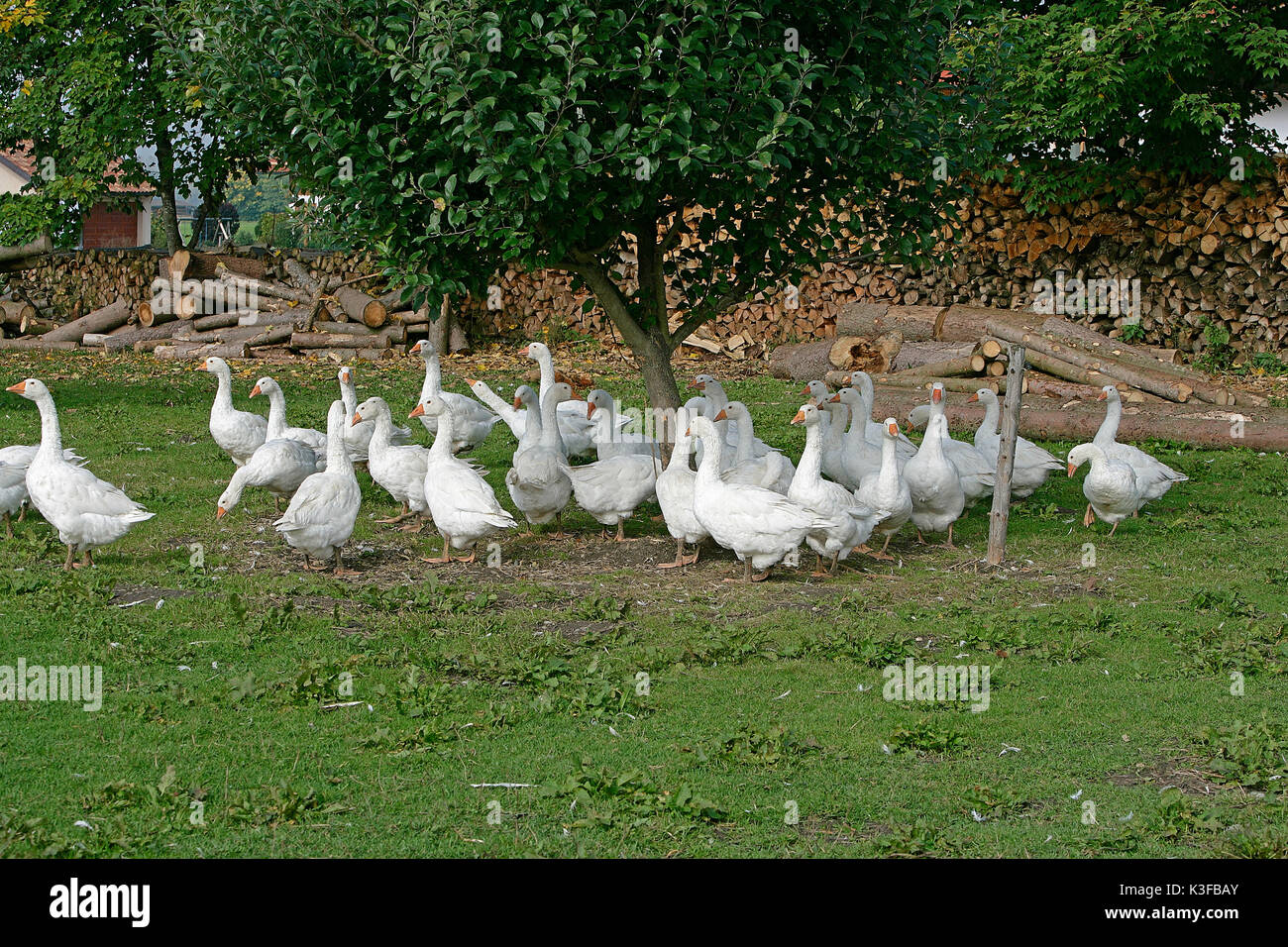 Running goose hi-res stock photography and images - Alamy