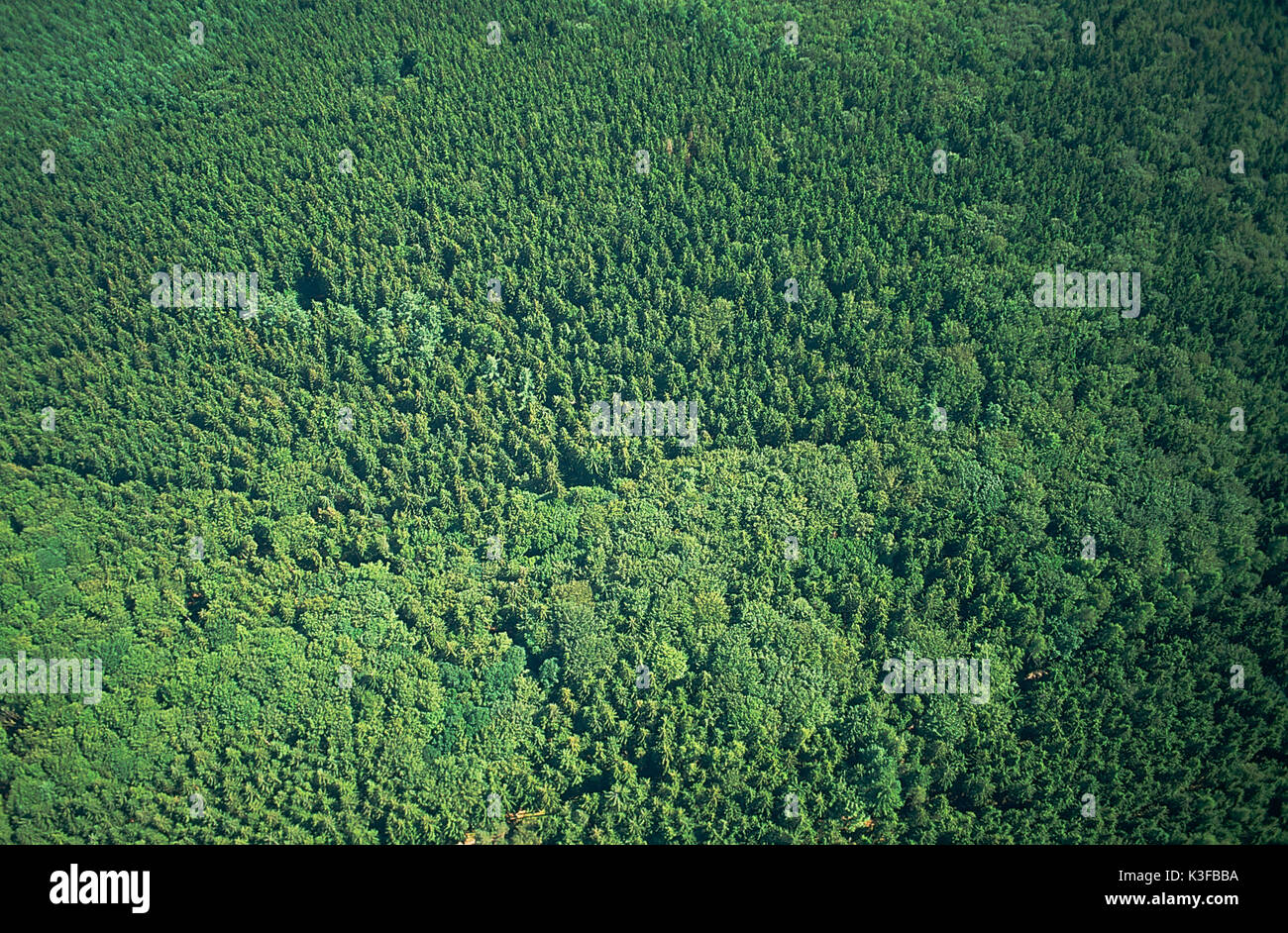 Birds of coniferous forest hi-res stock photography and images - Alamy