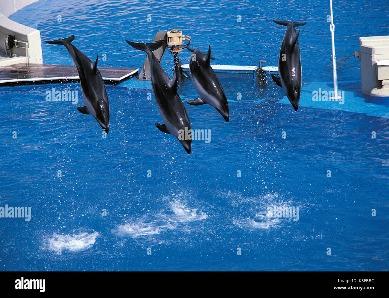 Sea world san diego dolphin hi-res stock photography and images - Alamy