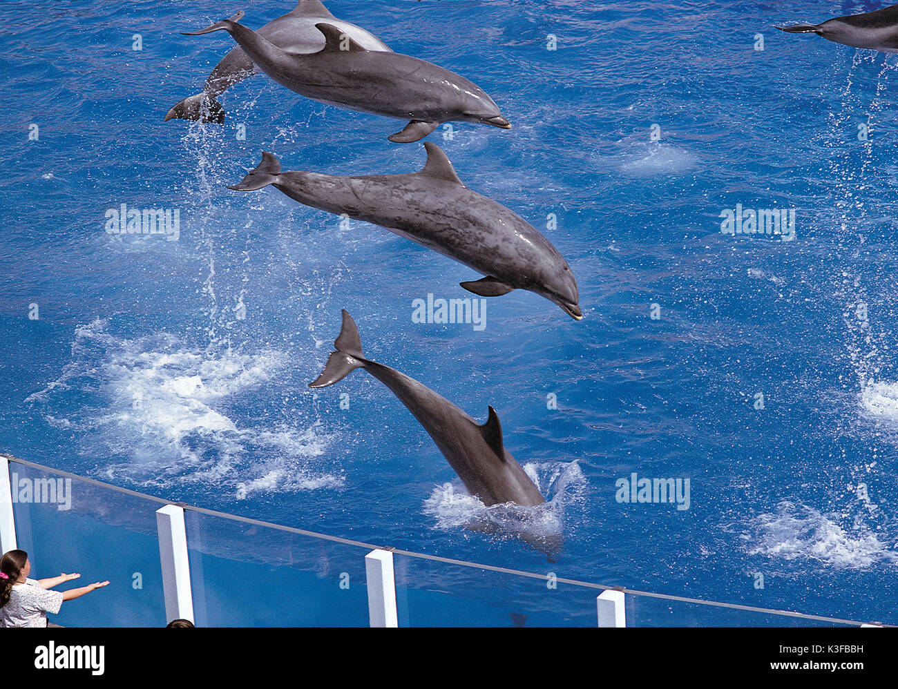 Sea world san diego dolphin hi-res stock photography and images - Alamy