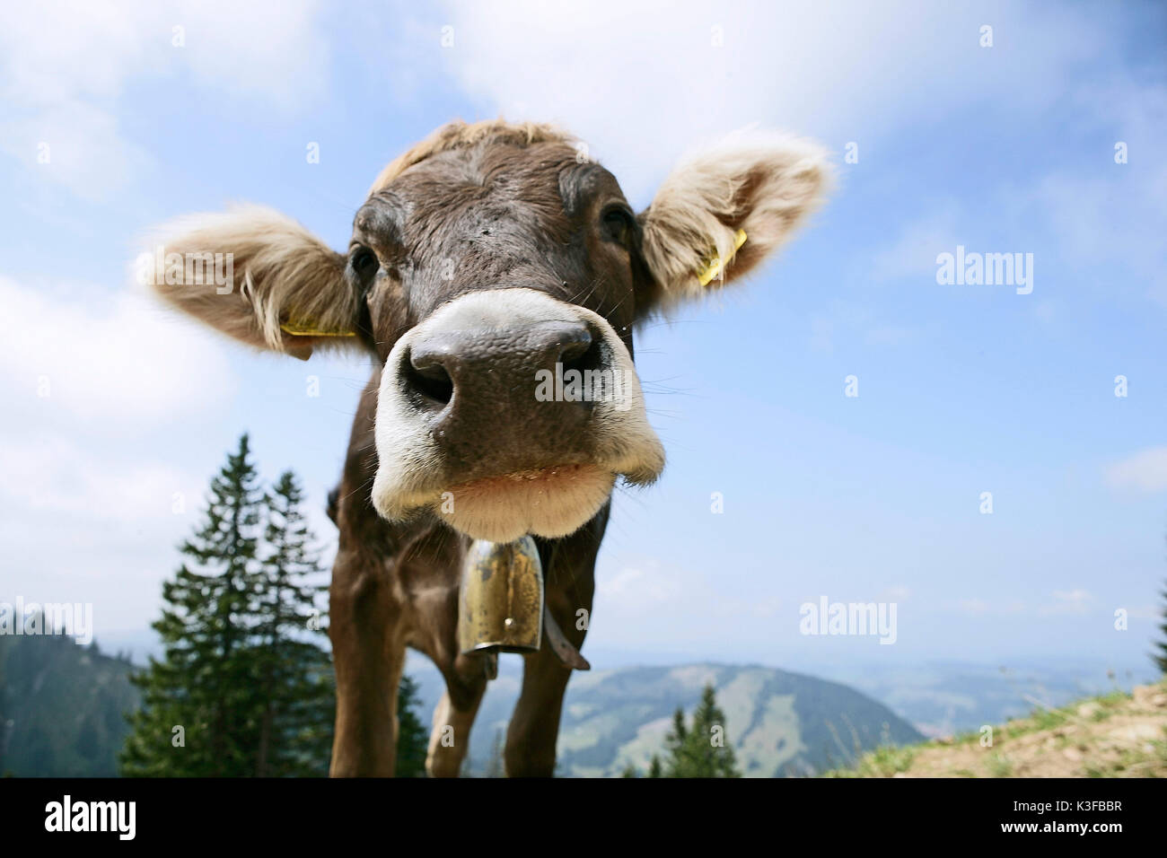 Cow nature hi-res stock photography and images - Alamy