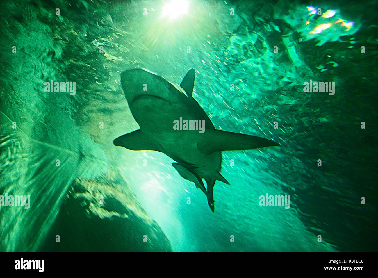 Fish with light on head hi-res stock photography and images - Alamy